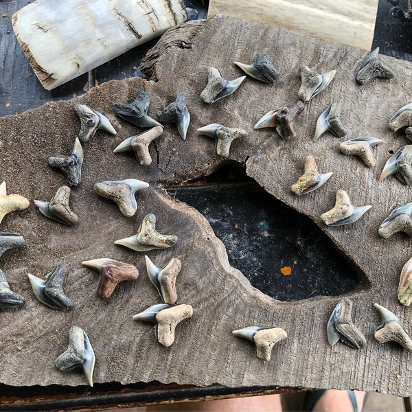 90 Fossilized Shark Teeth Mixed From Calvert Cliffs Maryland - Etsy