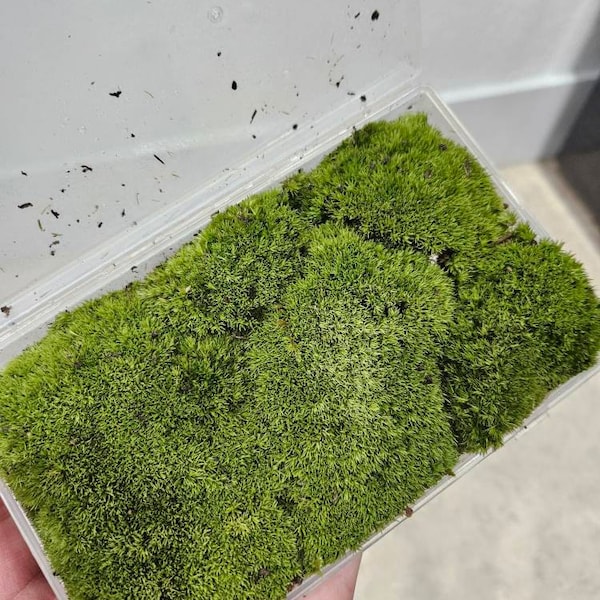 Live Clean and High Quality Planted Sheet Moss & Cushion Moss for ...