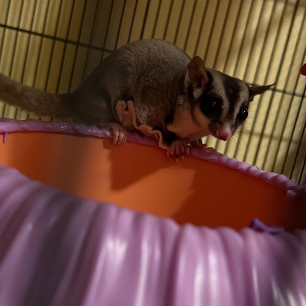 Sugar Glider Pom Pom Treehouse! Perfect for Your Sugar Glider to ...