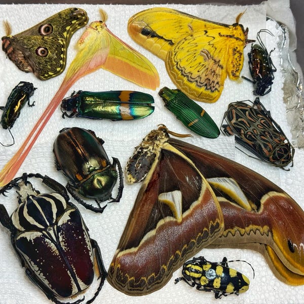 Saturnidae: A-1 Polyphemus Sp. Cameroon Saturn Moth Unmounted Dried ...