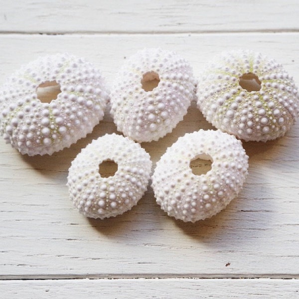 Japanese Turban Shell Lid / Sea Shells / 100% Natural & Genuine / for ...