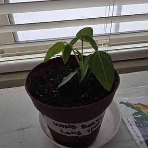 25 Dosakkai INDIAN Heirloom Cucumber Seeds; Dosakai, Sambhar Dosakaya ...