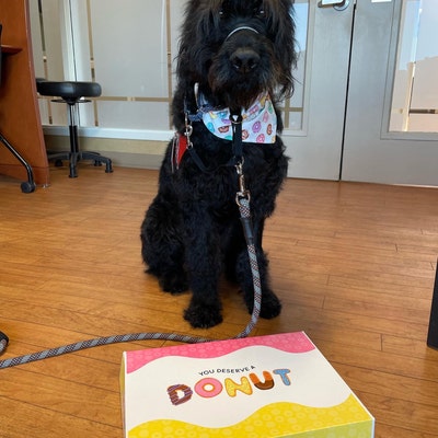 Handmade Snap-on Dog Bandana I Donut Do Mondays - Etsy