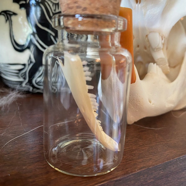 Mini Bug Curiosity Insect Specimen Jars | Entomology Apothecary Bottles ...
