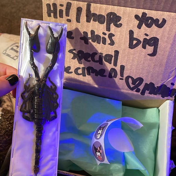 Assorted Bugs Insects Specimen Wholesale Mix Lot Bulk - Etsy UK