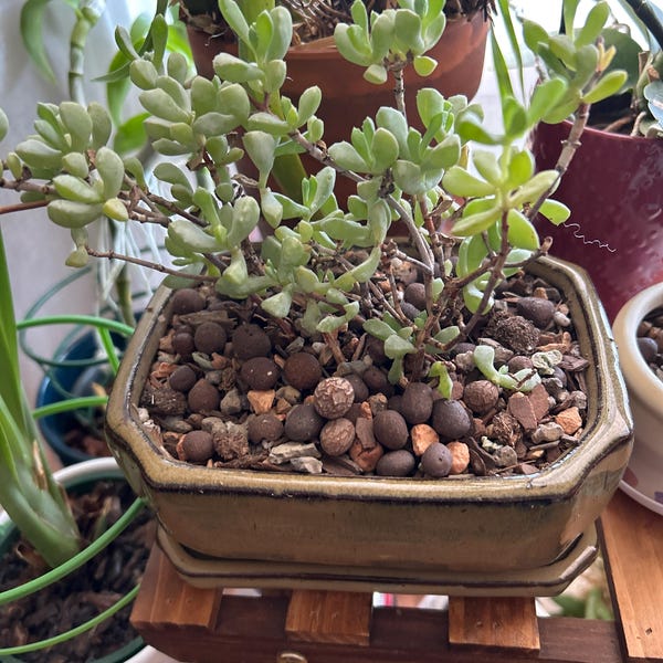 Rare Dudleya Farinosa Cluster Old Trunk Live Rooted , Get 2 Free ...