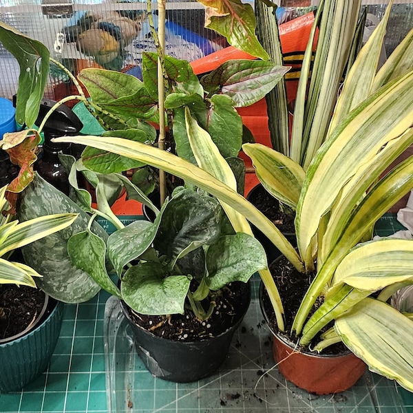 Marcus Pumpkin Avocado Tree , “cold Hardy” Grafted in 3 Gallons Pot, No ...