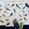 New York Backyard Birds Field Guide Art Print / Watercolor Painting ...