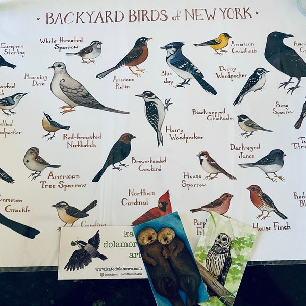 New York Backyard Birds Field Guide Art Print / Watercolor Painting ...