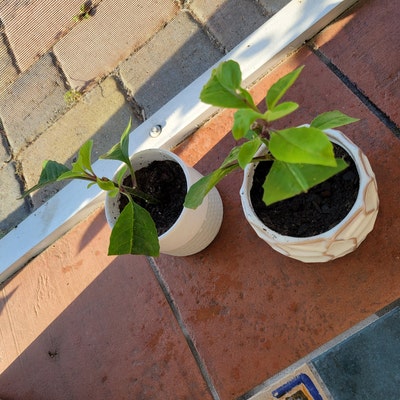 Siling Labuyo RARE Filipino Chili Pepper Seeds Free Shipping the ...