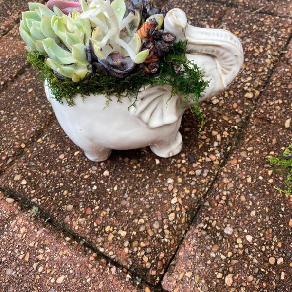 Colorful Living Succulents in a Falling Leaf Pot, Autumn Decor, Fall ...
