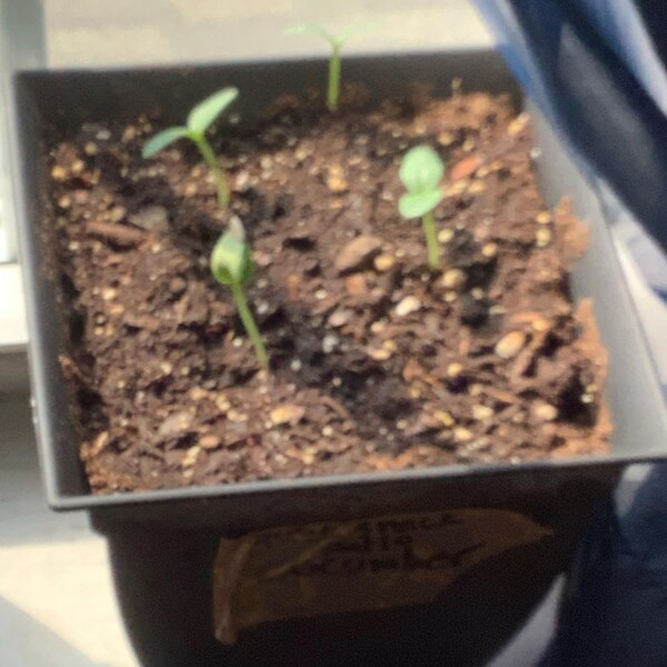 10 Heirloom Japanese Black Futsu Squash Seeds - Unique ! Fall ! Asian ...