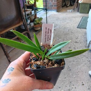 Cattleya Chief Gem, Red Jewel, Red Flower, Wood Mount 30 DAYS Healthy ...