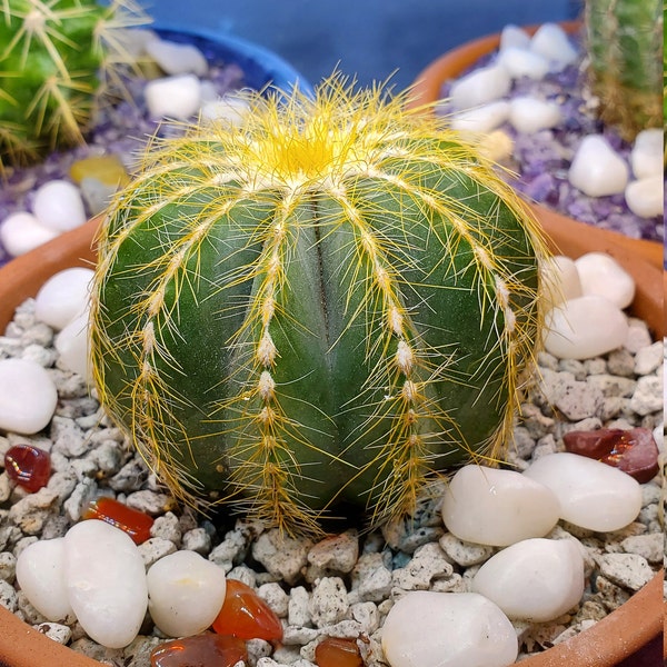 Balloon Cactus - Notocactus Magnificus - Fully Rooted Plant - Etsy