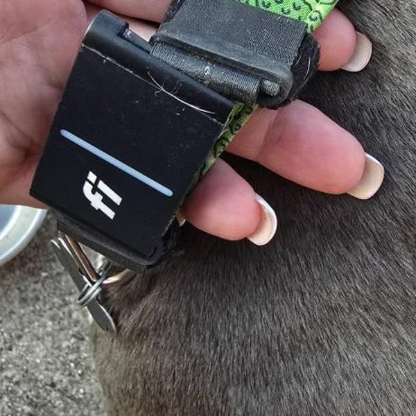 Fi Series 2 Collar Adapter - Etsy
