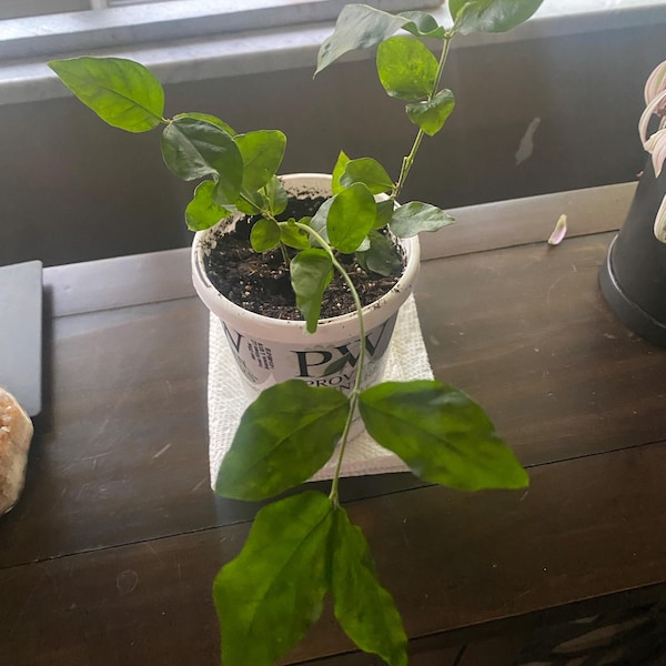 Athens Blue Princess Glory Bush Plant~~tibouchina Urvilleana~small ...