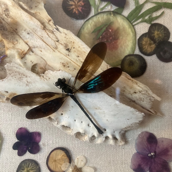 Euphaea Variegata, Teal and Violet Damselfly (A-), Mounted, Spread ...