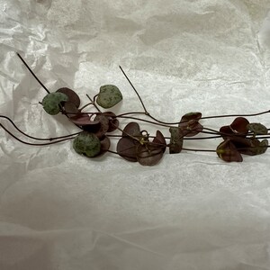 Baby Tears String of Tears Hanging Succulent 4 Cuttings Each 34 Long ...