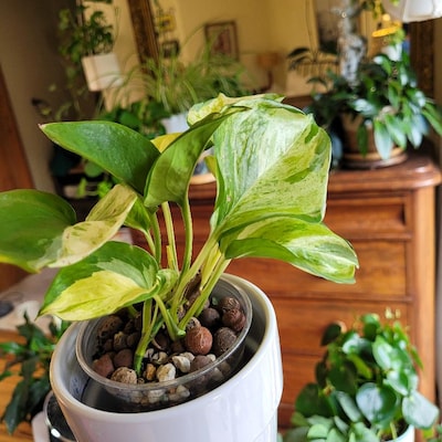 Tonkin Cane Tea Stick Bamboo Pseudosasa Amabilis Fish Pole Root RHIZOME ...