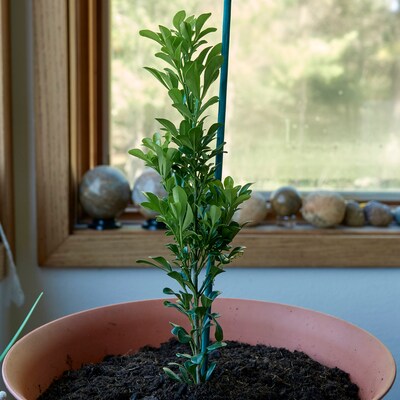 CAROLINA JASMINE Fragrant Swamp Jessamine Yellow Spring Flowering Vine ...