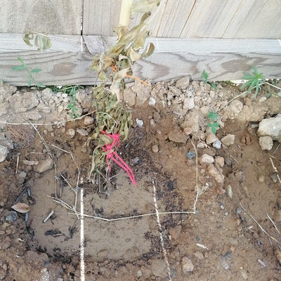 CALOTROPIS GIGANTEA Giant / Madar/ Milkweed Tree Plant - Etsy