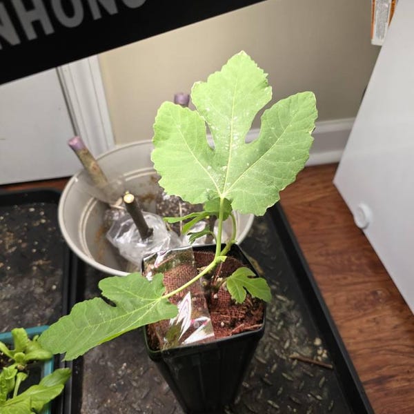 Fig Trees for Sale, Multiple Varieties Available. Well Rooted in Deep 4 ...