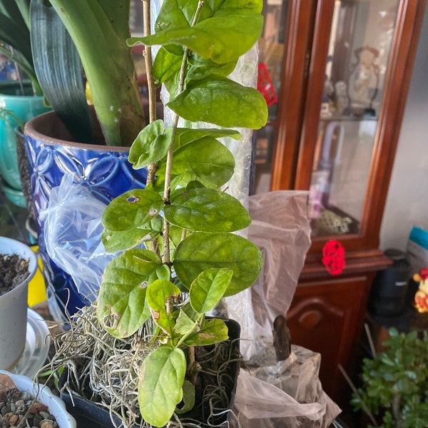 Murraya Paniculata,orange Jasmine Live Plant Well Rooted 6” Tall in 4 ...