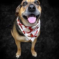 High Contrast Blue Portrait Studio Digital Backdrop, Photography ...