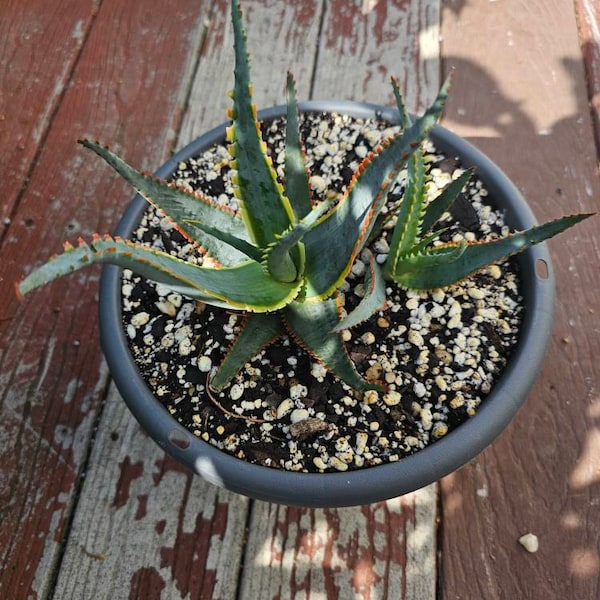 Aloe "swordfish" 1 Plant PPAF Hybrid , Fully Rooted, Flowering ...