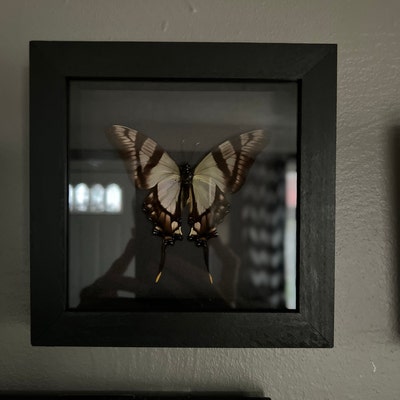 Rare Pink Form Gaudy Commodore Butterfly Framed Taxidermy Precis ...