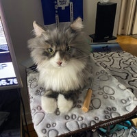 SEEU & Chongker He Hua Super Lifelike Plush Panda Dollpanda Fans Can't ...