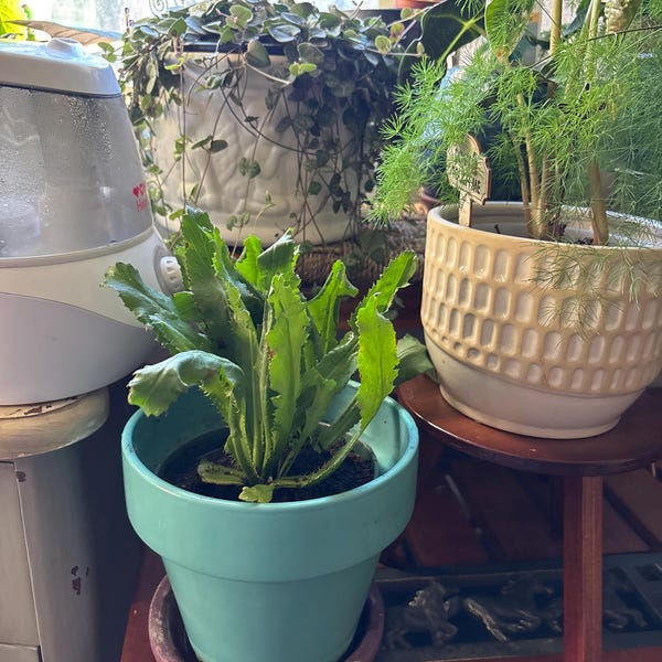 Buddha's Hand Lemon Grafted Plant Fingered Citron Fruit Tree Tropical ...