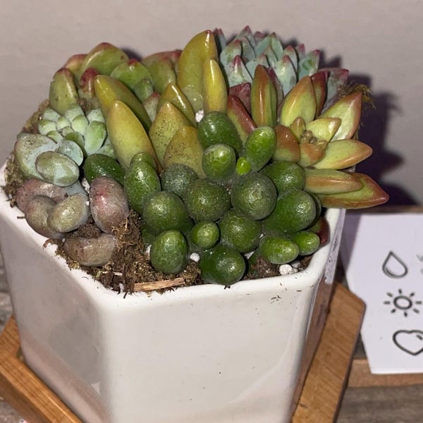 Honey Bubbles - Live Mini Succulent Garden - Succulent Gift - Etsy