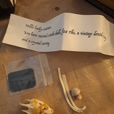 Bone, Skulls, and Oddities Mystery Bag - Etsy