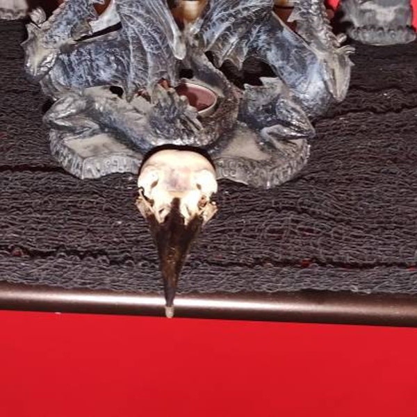 5 Crow Skull Real Natural Rook Skull Raven Corvid Taxidermy Gothic Curo ...