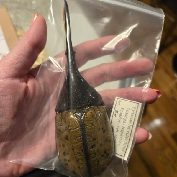 Morphidae - Morpho Theseus Juturna - Mounted - Insects for Your Art ...