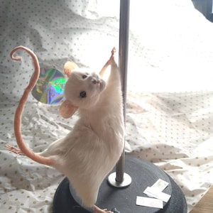 Circus Hoop Taxidermy Mice. - Etsy UK