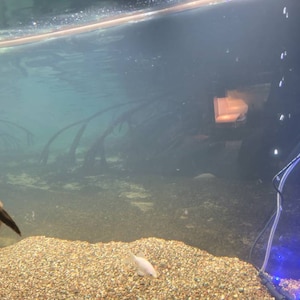 Silver Medley Rock / HD Stone Aquarium Background Rocky Fish Tank ...