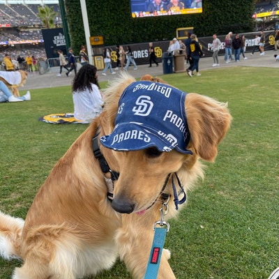 Dog Hat SD Padres Sports Fabric - Etsy