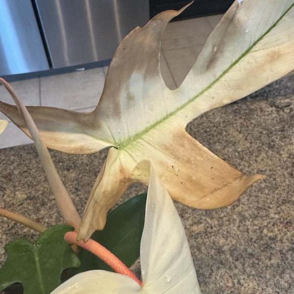 Philodendron Florida Ghost Mint "rare Plant" : Easy Care Houseplant ...