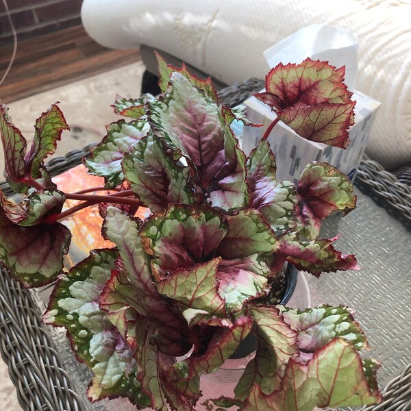 Rex Begonia 'raspberry Splash' BFF Exclusive - Etsy