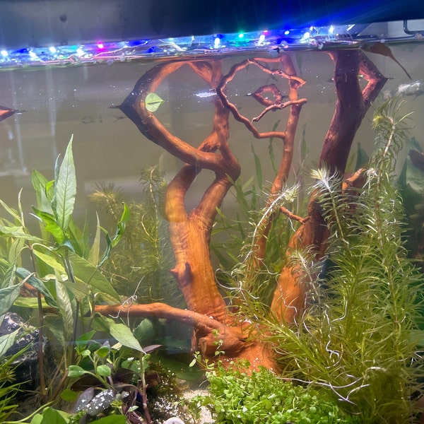 Spider Wood Aquarium Driftwood for Aquarium, Terrarium, Vivarium, and ...