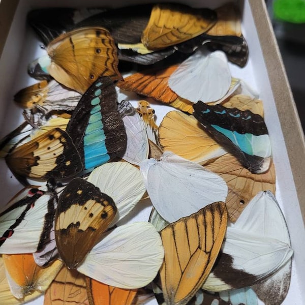 20 A+ to A- Grade Real Butterfly Wings - Curiosity Collection - Craft ...