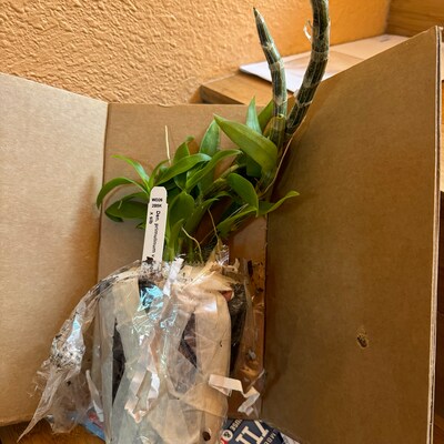 Rlc.. Sung Ya Green 'mailman' 2.5 Pot - Etsy