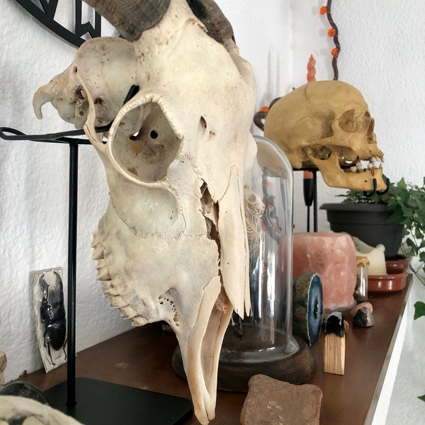 Human Skull Display Stand – Decorative Skull Exhibit for Oddities ...