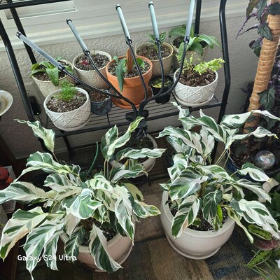 4 African Violet cabbage Patch - Etsy