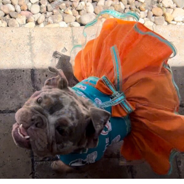 Seattle Seahawks Dog Vest Pet Coat Outfit - 2 Layers of Fleece - Etsy