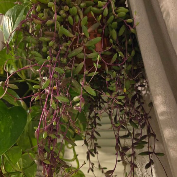 String of Tears Succulent String of Lemon Curio Herreaeus Trailing ...