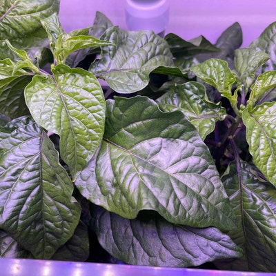 100 Gochu Pepper Seeds tapeppercom Gochugaru padded Envelope Shipping ...