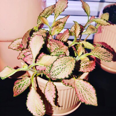 Fittonia Albivenis Frankie - Etsy